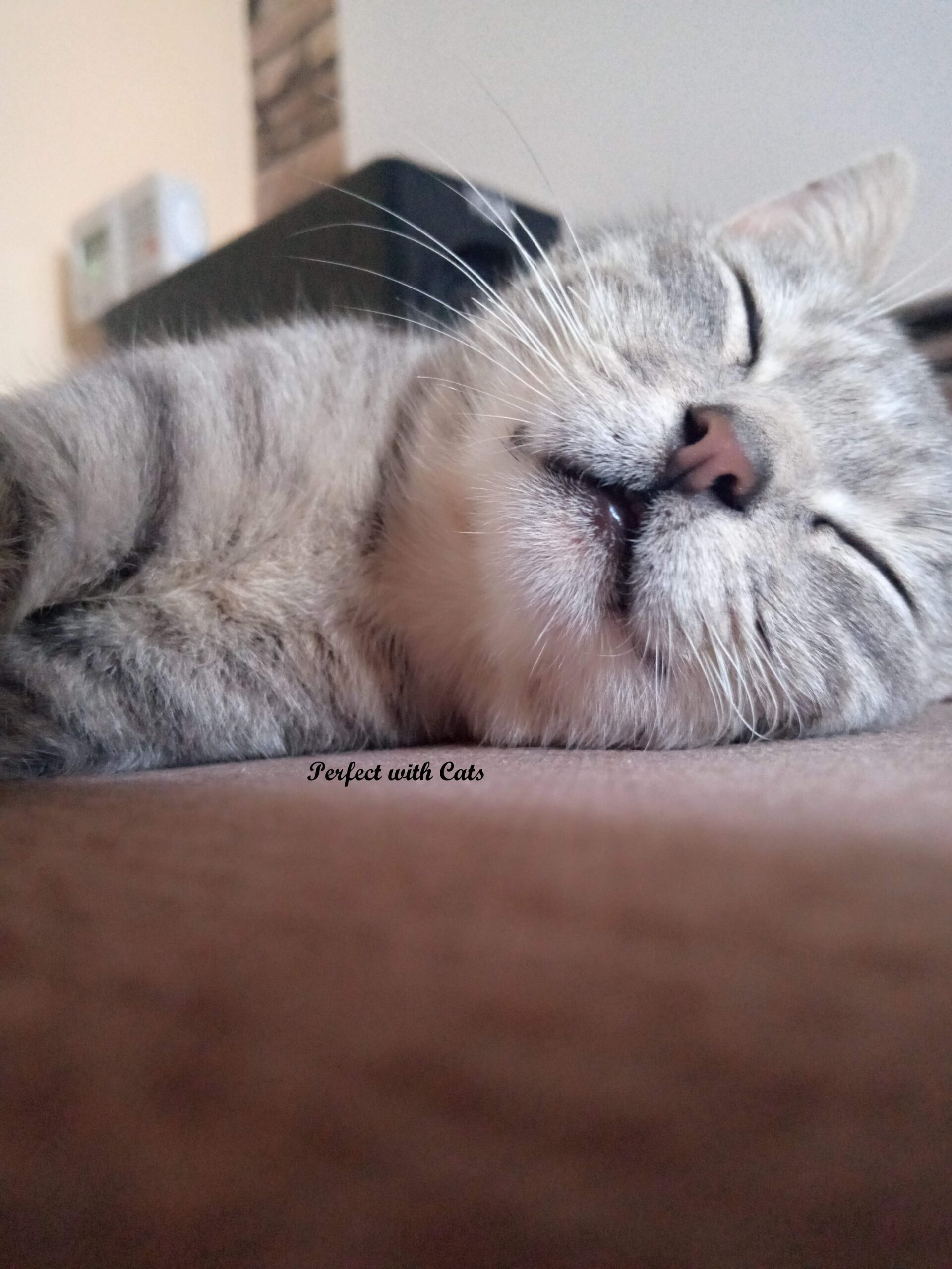 Frequently Asked Questions About Cats and Their Answers